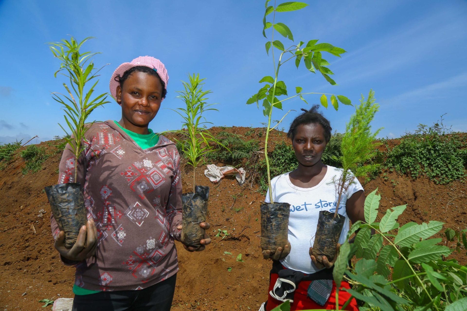 Safaricom On Track To Plant 1 Million Trees This Year. - Africa ...